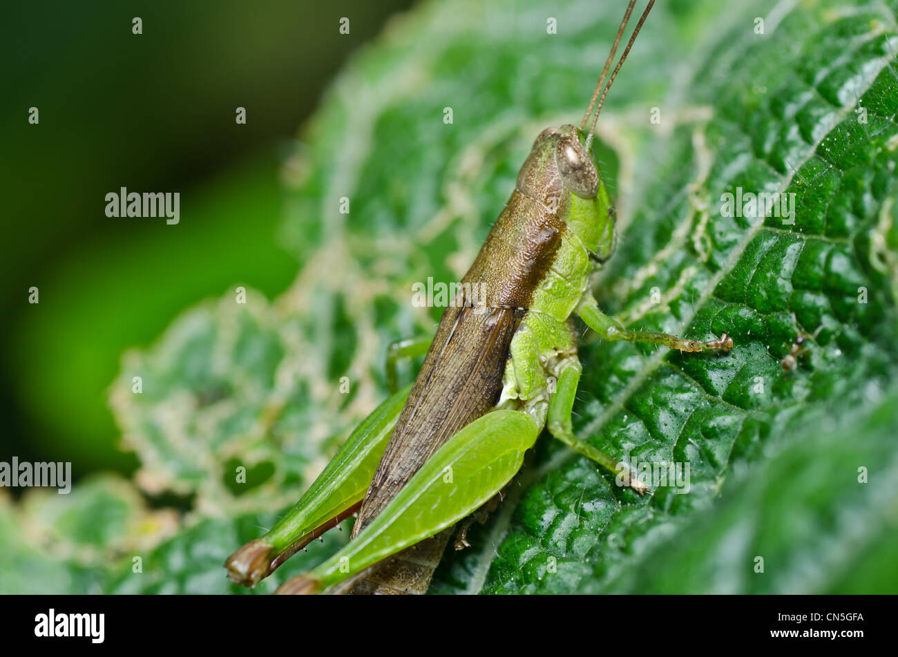 grasshopper in green nature or in the garden Stock Photo - Alamy