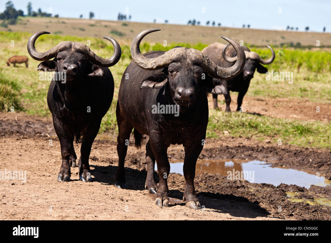 Dagga boy male hi-res stock photography and images - Alamy