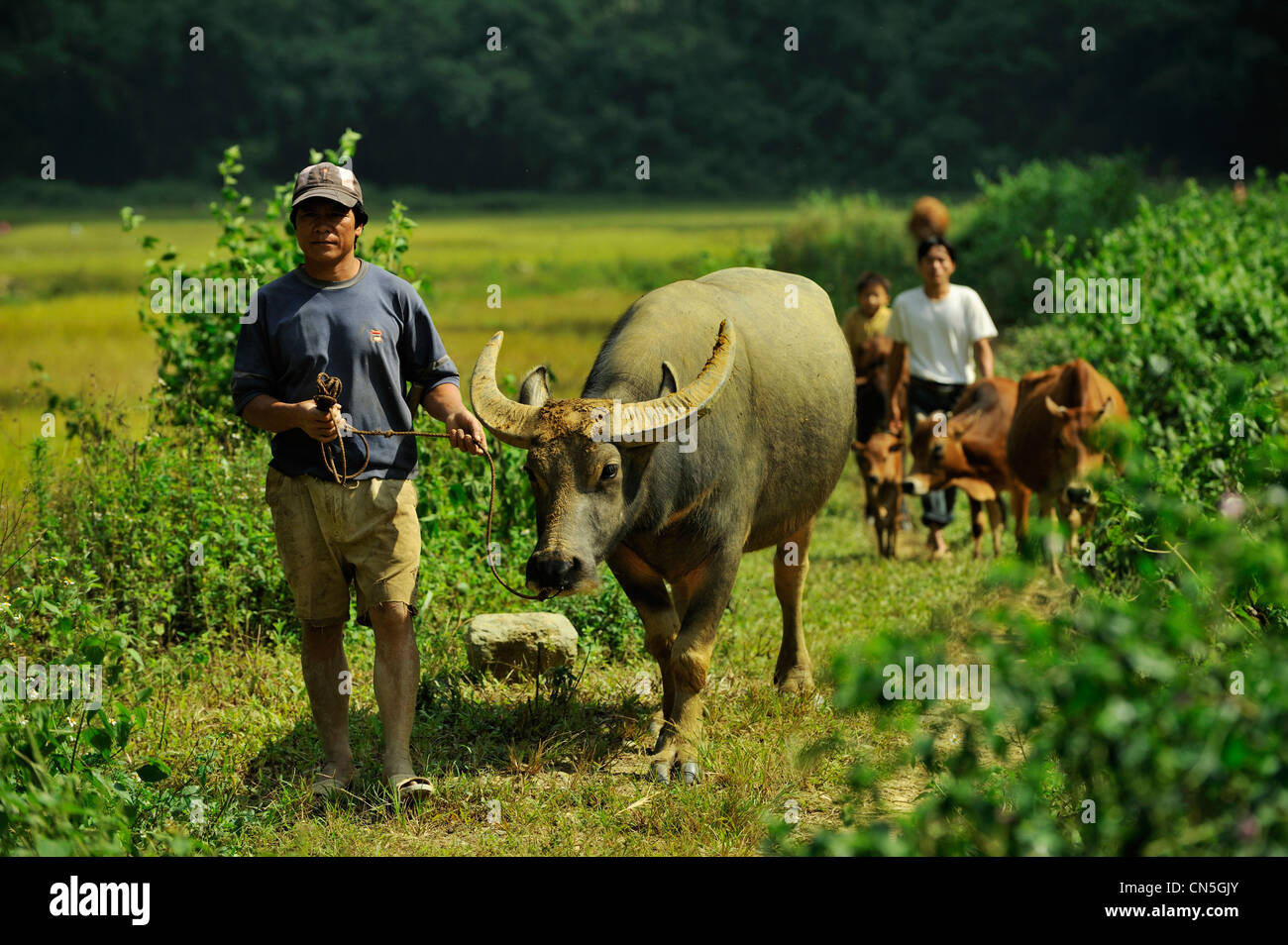 Vietnam, Ninh Binh Province, Cuc Phuong National Park, Ban Ko Muong ...