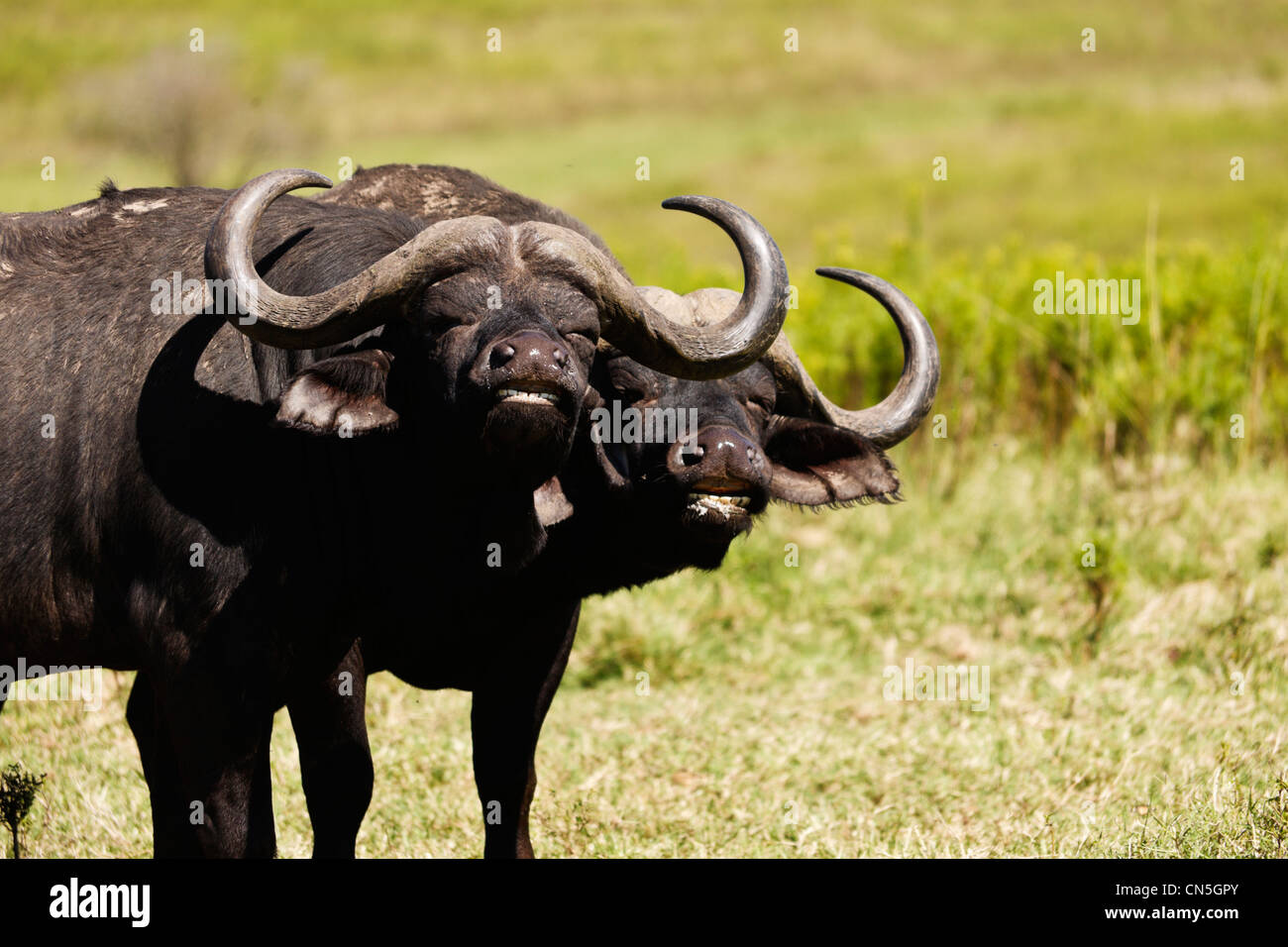 Mature buffalo dagga boy hi-res stock photography and images - Alamy