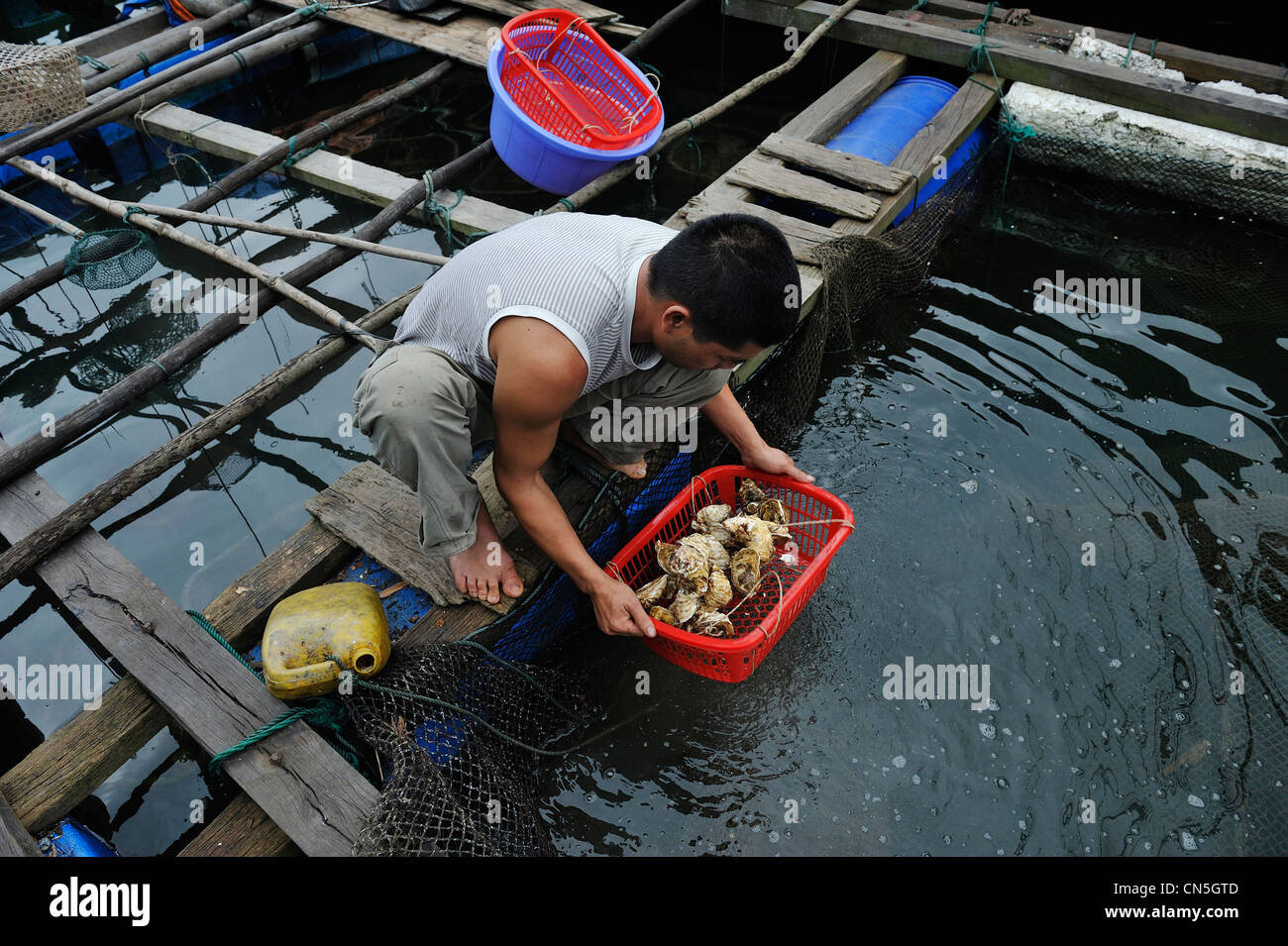 Vietnam, Quang Ninh Province, Halong Bay, Van Don island, oyster farmer ...