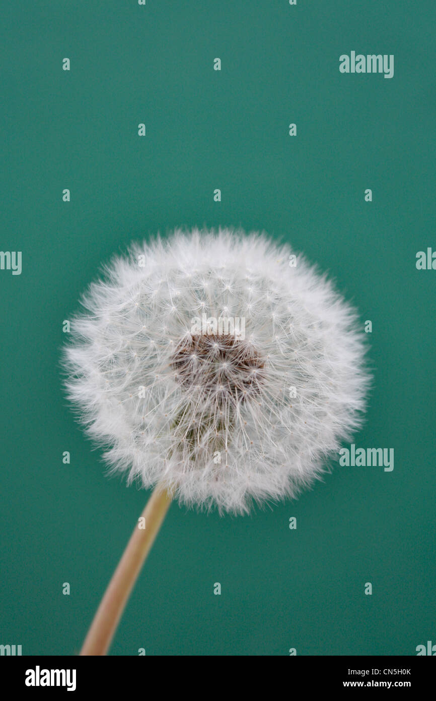 Whole weed hi-res stock photography and images - Alamy