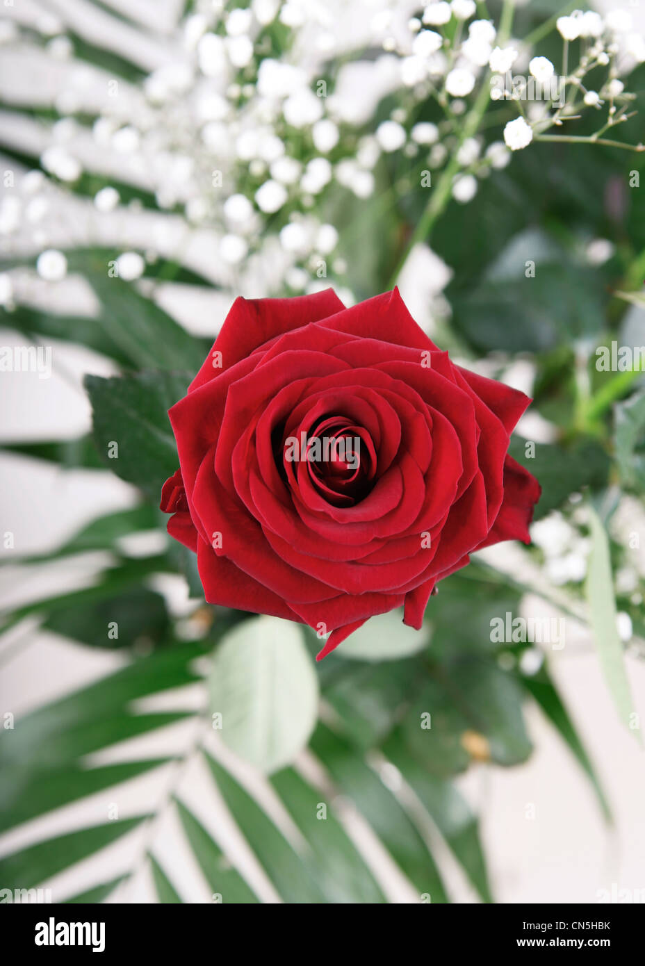One red rose in a green and white bouquet. Close up Stock Photo - Alamy
