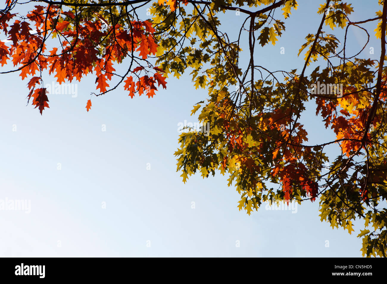 oak leaves in sunlight Stock Photo - Alamy