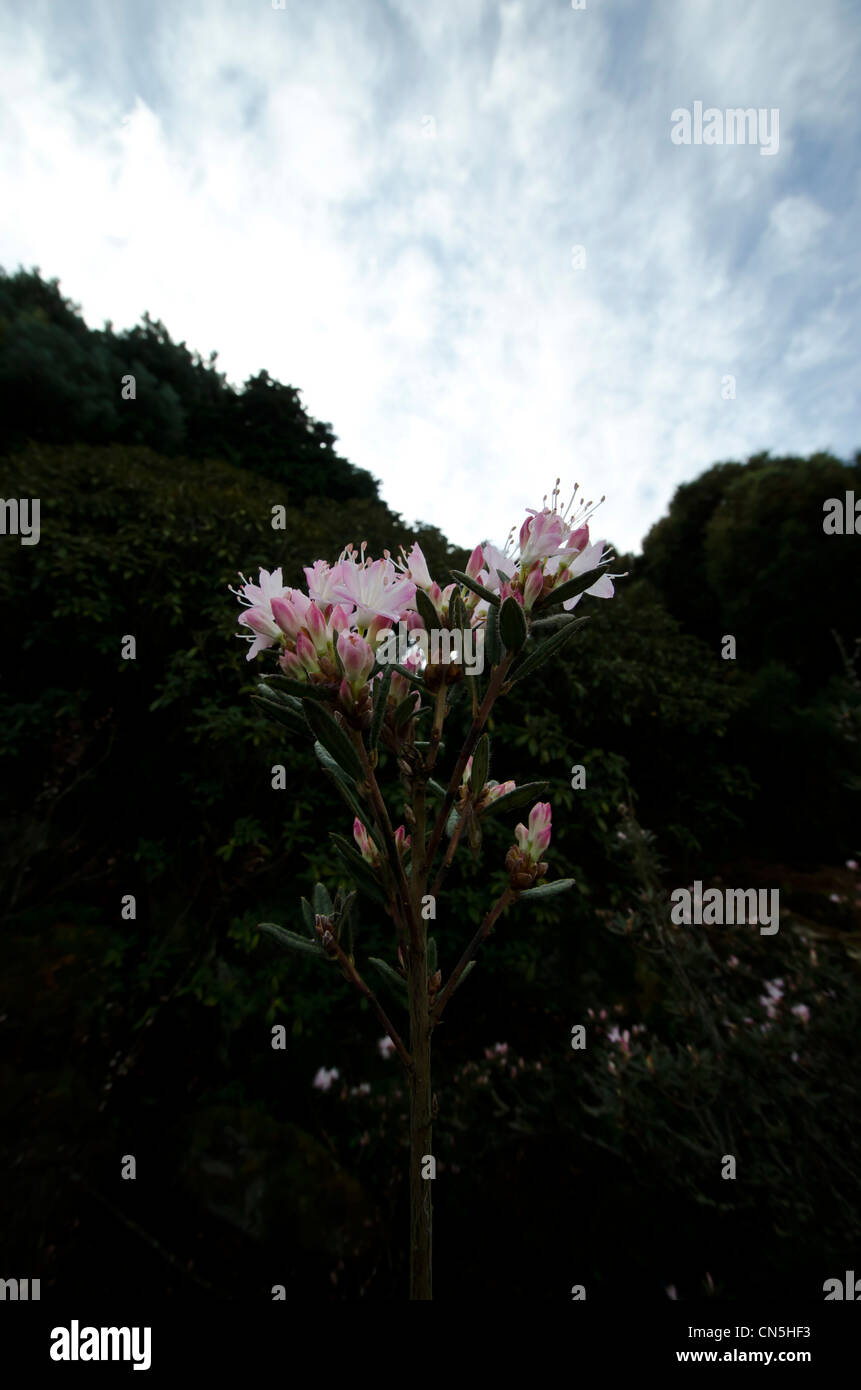 Vertical shot plant wide hi-res stock photography and images - Alamy