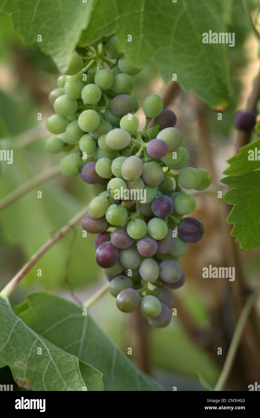 Syrah and wine hi-res stock photography and images - Alamy