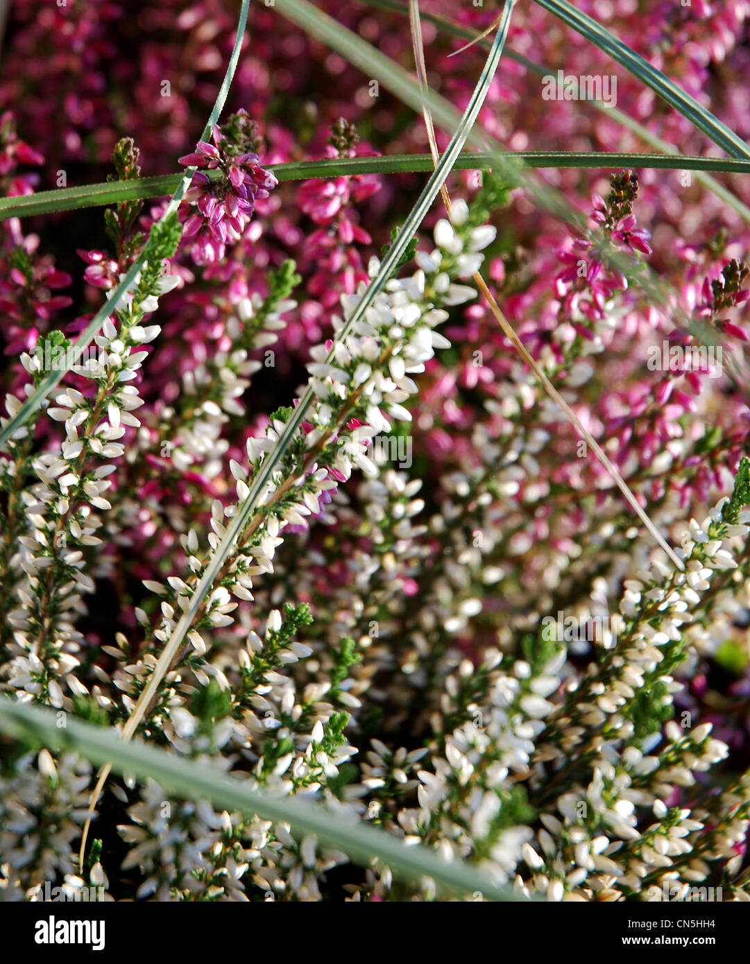 White and pink Erica Cinerea Flowers in Spring Stock Photo - Alamy