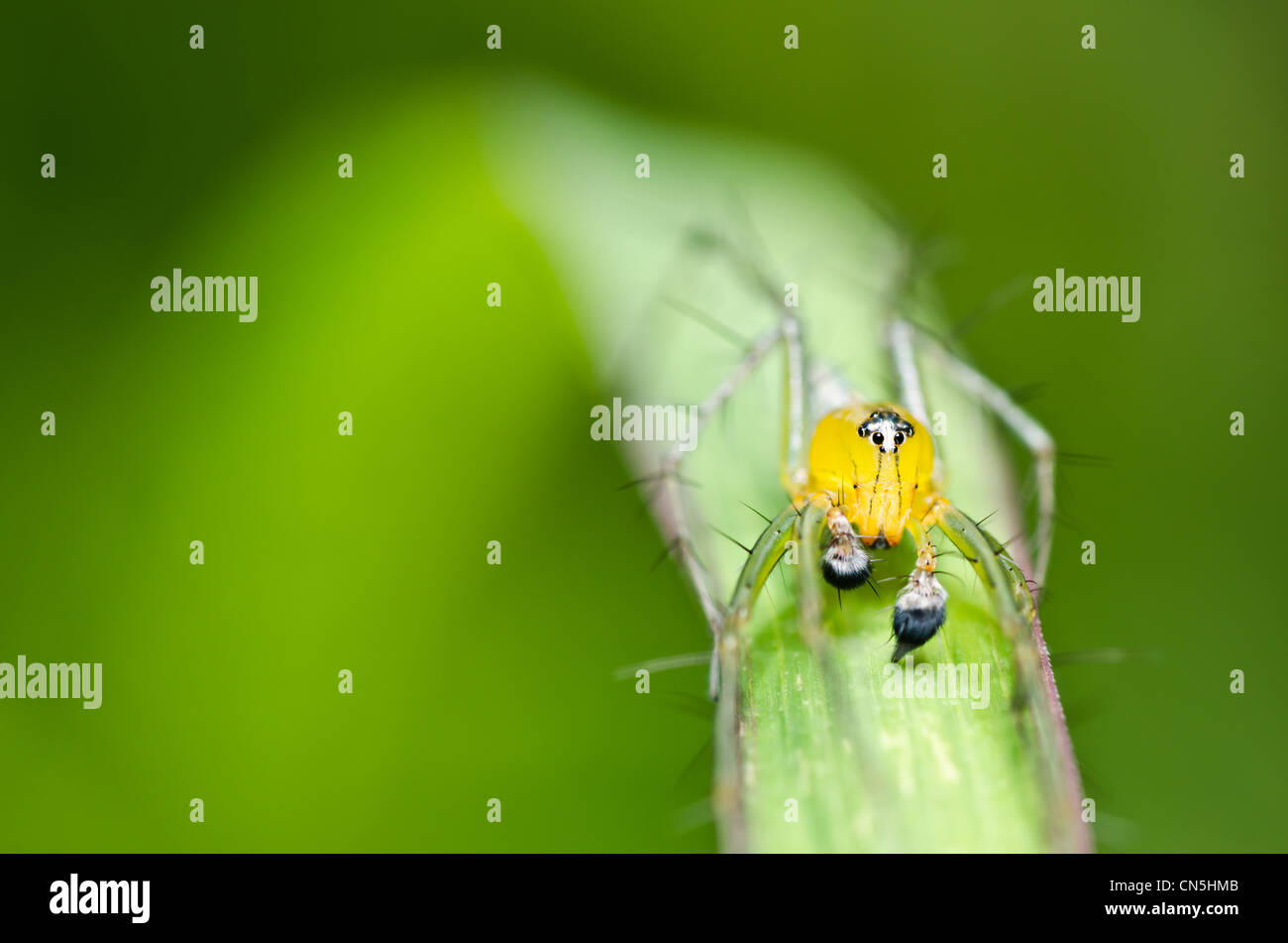 long legs spider in green nature or the garden Stock Photo - Alamy