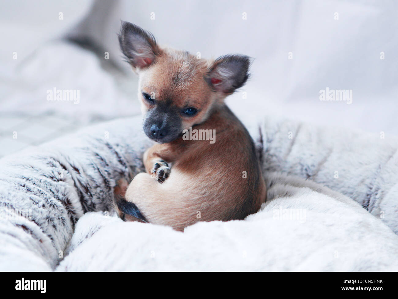 little chihuahua puppy tired Stock Photo - Alamy