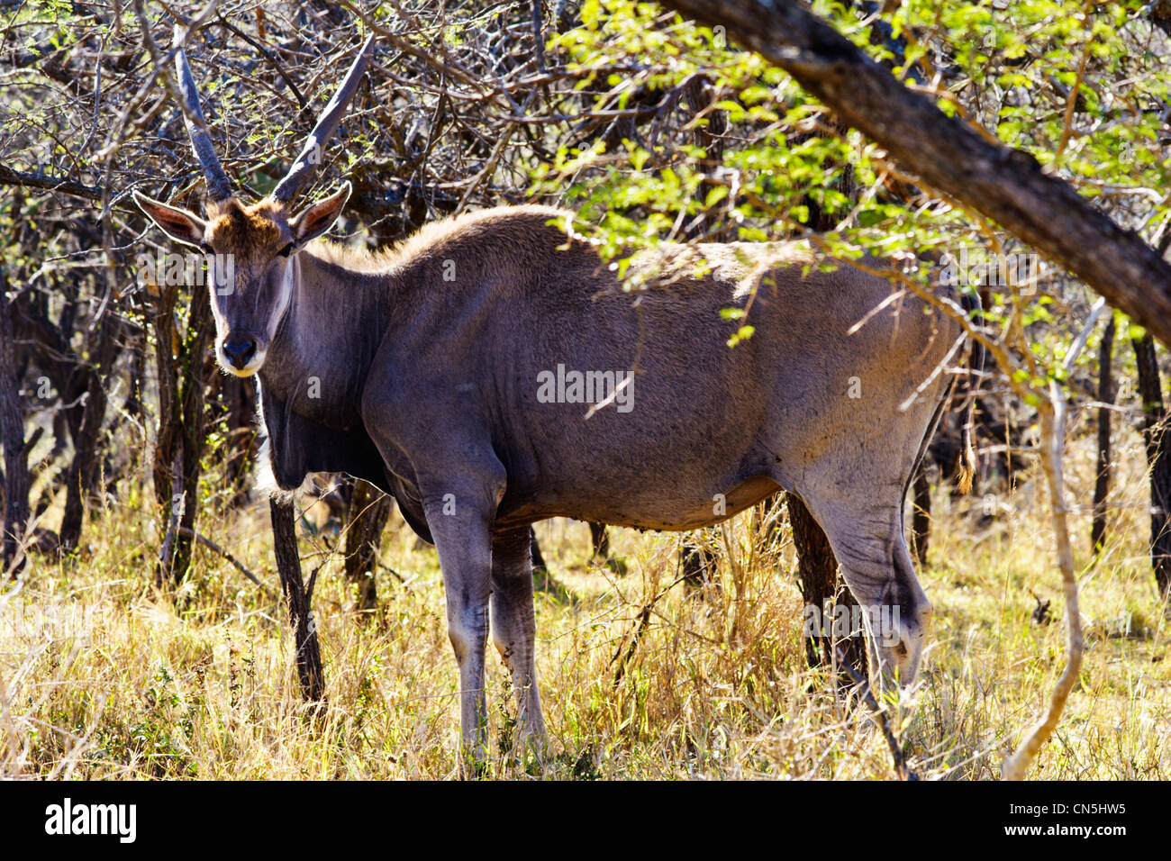 Livingstone eland hi-res stock photography and images - Alamy