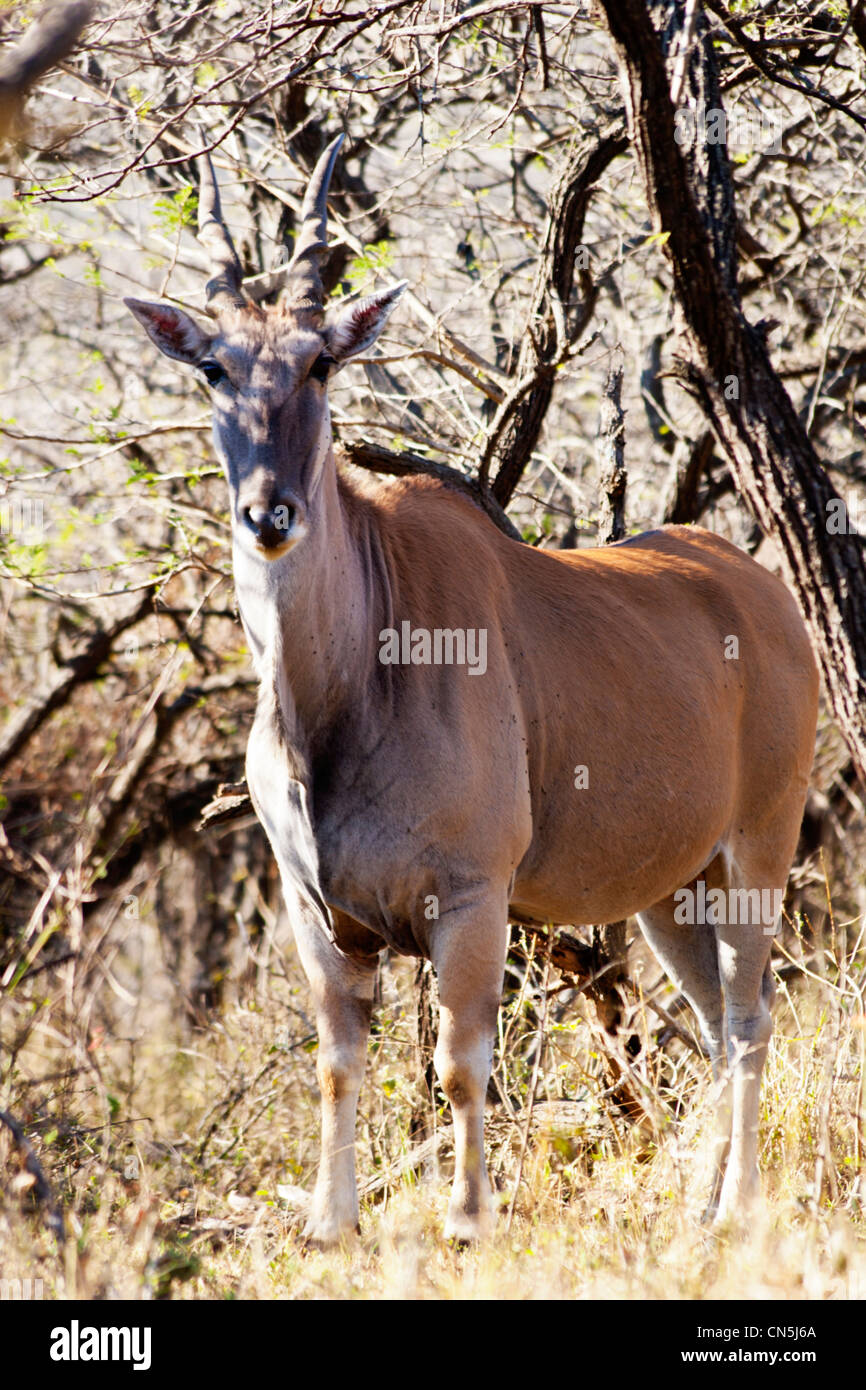 A large bull Eland Taurotragus Oryx in typical South African scrub ...