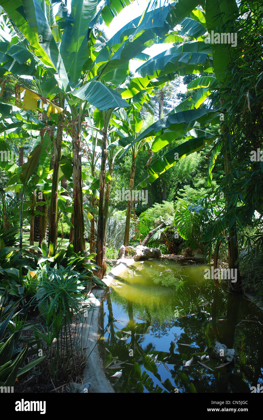 jungle with water and palms, palm-lined Stock Photo - Alamy
