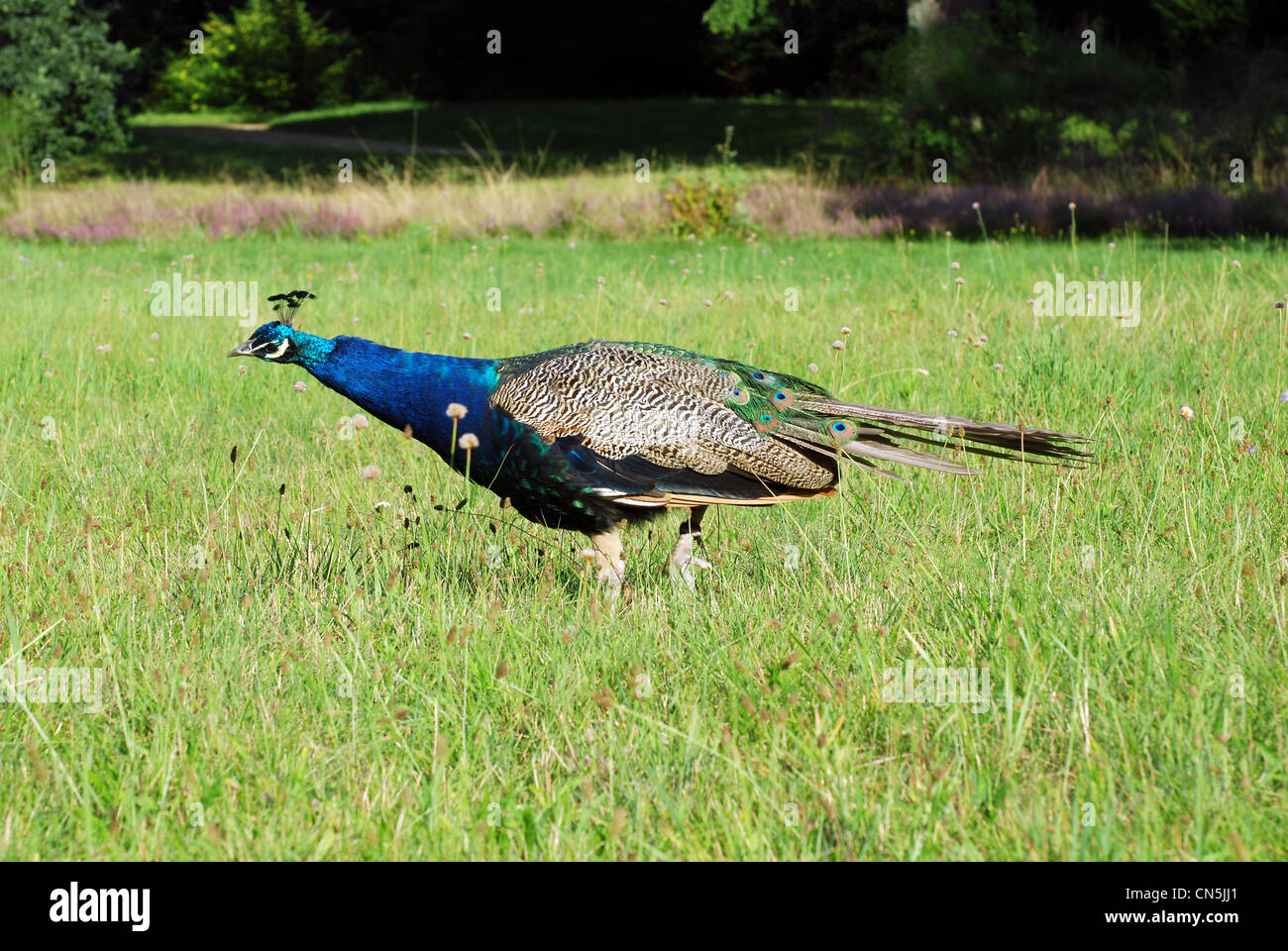 Straußvogel hi-res stock photography and images - Alamy