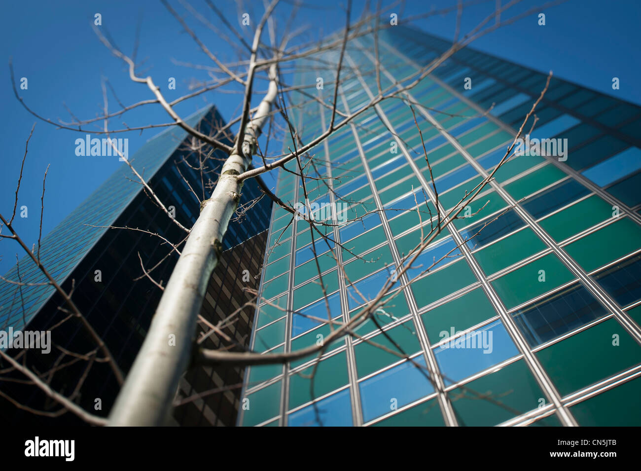 White leafless tree in front of green office buildings Stock Photo - Alamy