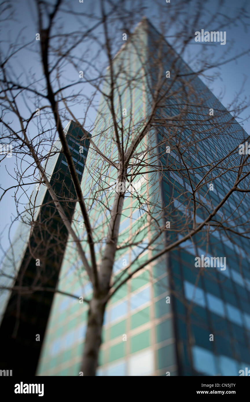 White leafless tree in front of two green office buidings Stock Photo ...