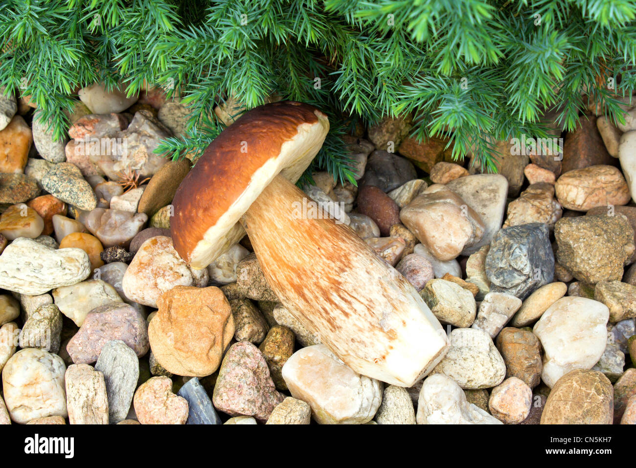 detail of boletus mushroom founded in forest Stock Photo - Alamy