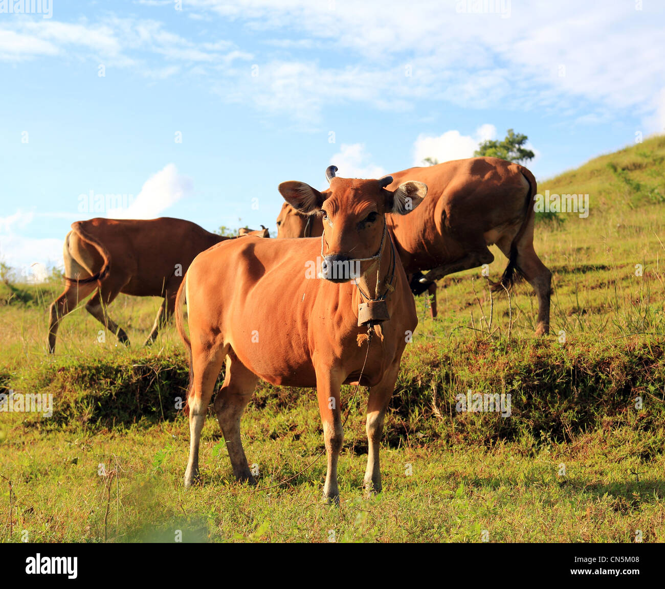 The cattle on the background of the mountain Stock Photo - Alamy