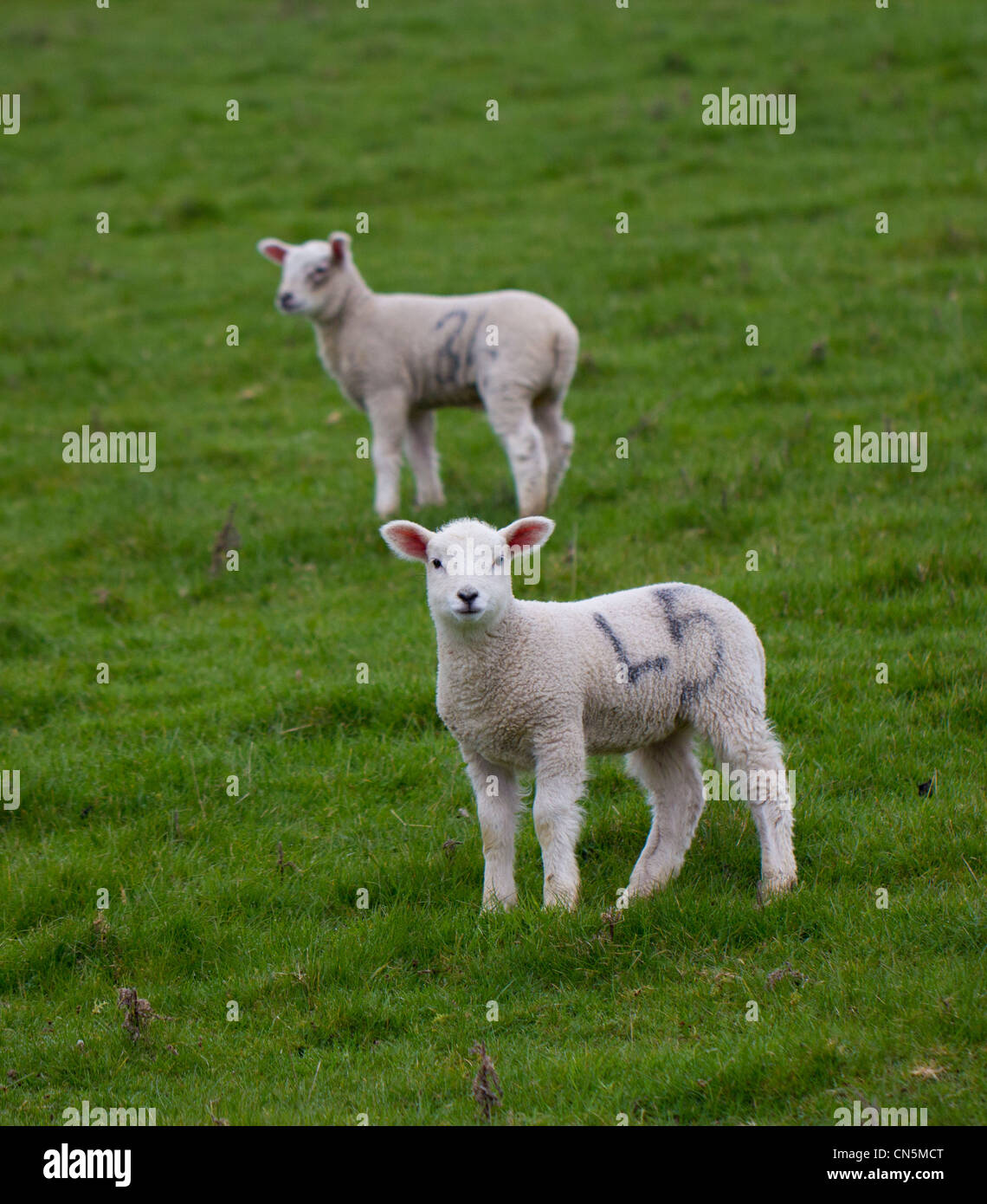 Lambs numbered hi-res stock photography and images - Alamy