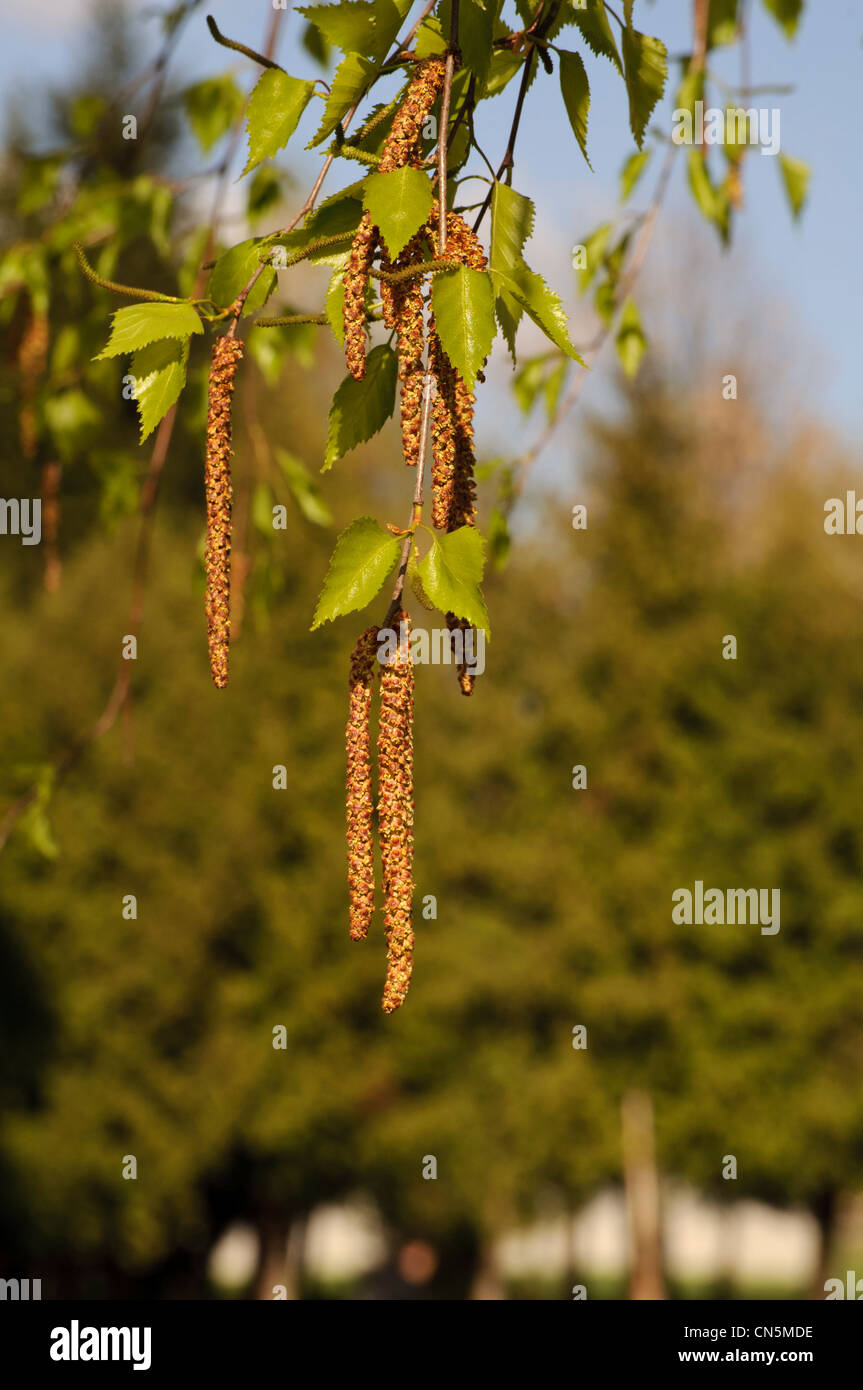 Birch tree detail Stock Photo - Alamy