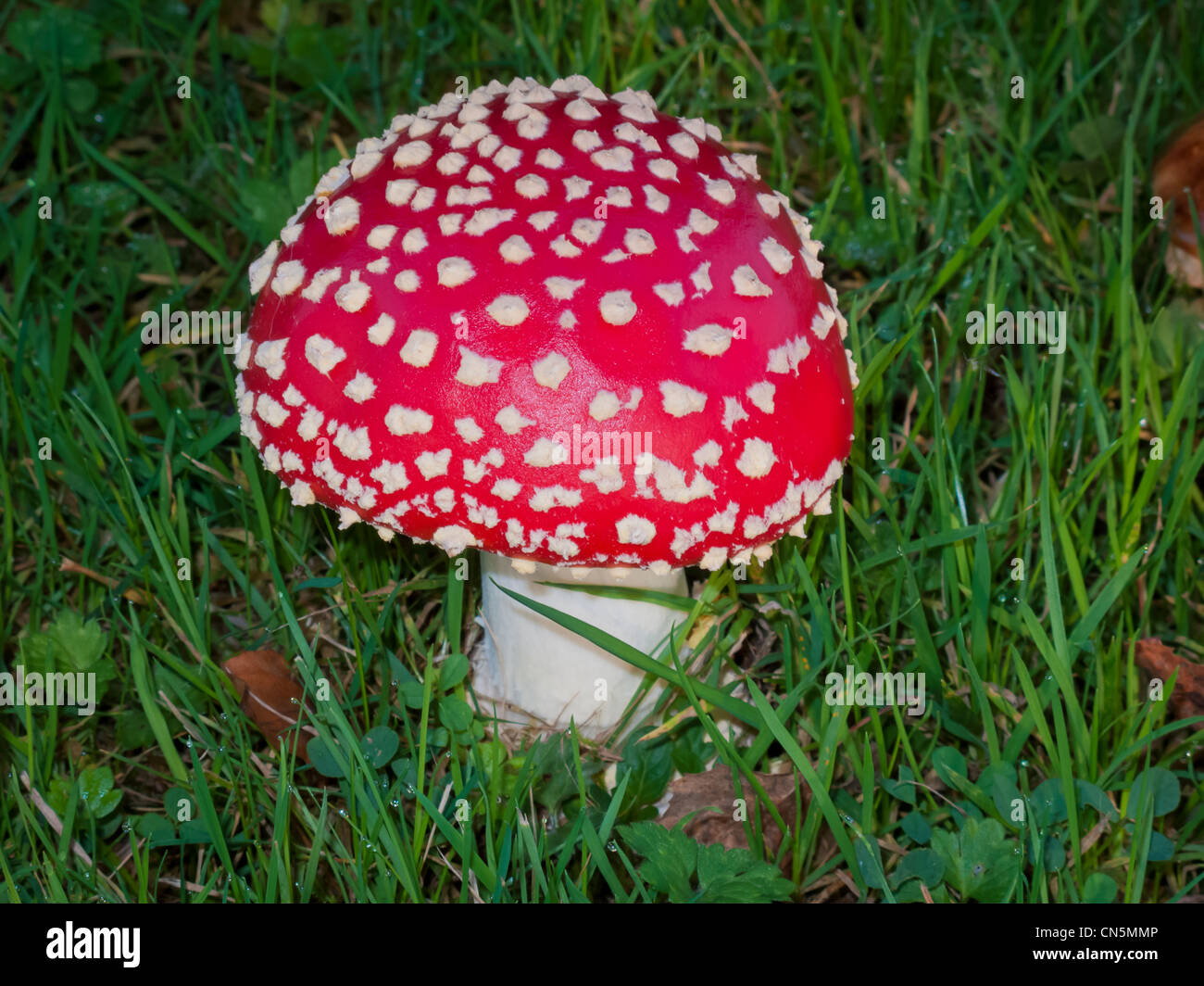 Open fungi hi-res stock photography and images - Alamy