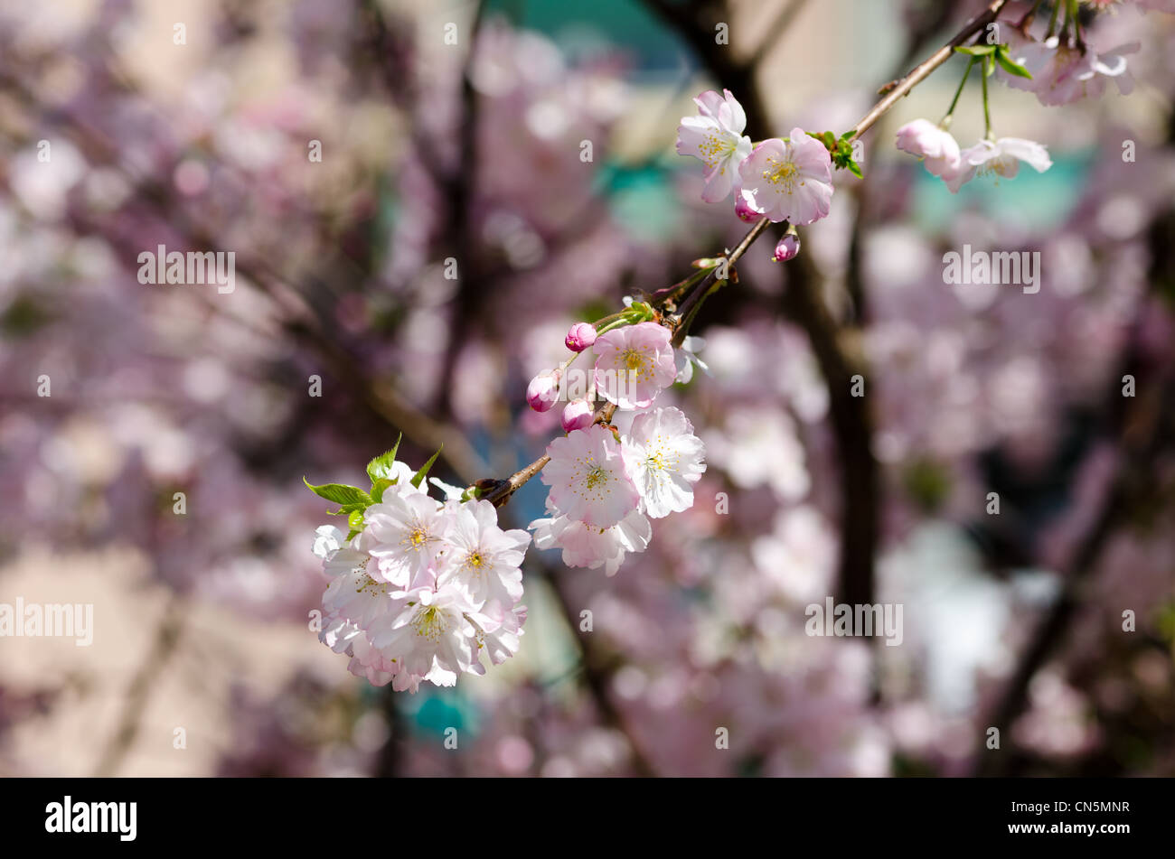 plum tree flowers in spring Stock Photo - Alamy
