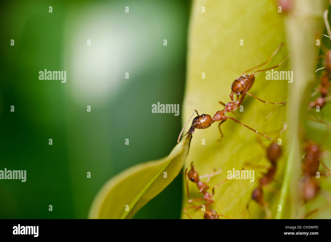 red ant power in green nature or in forest Stock Photo - Alamy