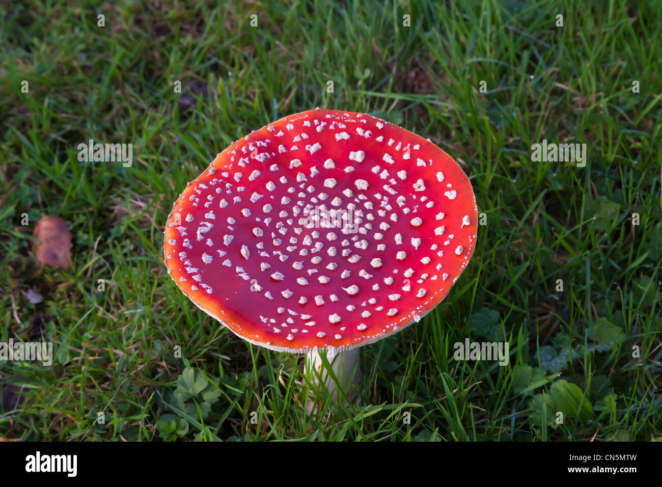 Single fungi hi-res stock photography and images - Alamy