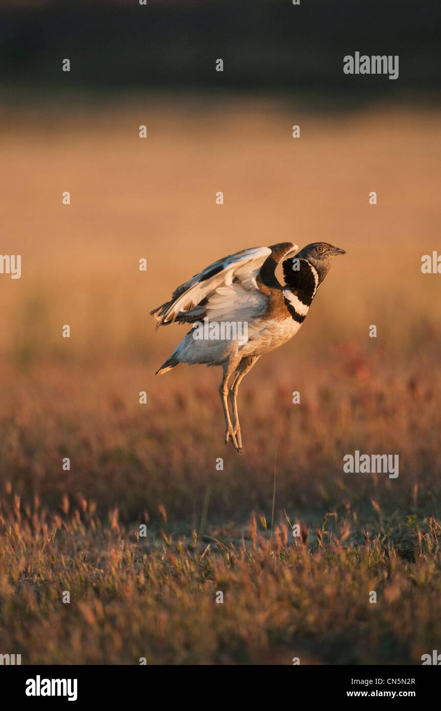 Male Little Bustard (Tetrax tetrax)jumping at dusk in male courtship ...