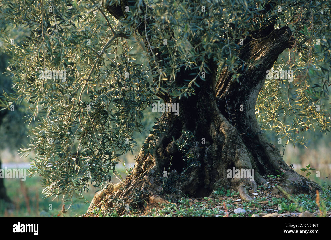 Olive trees and france hi-res stock photography and images - Alamy