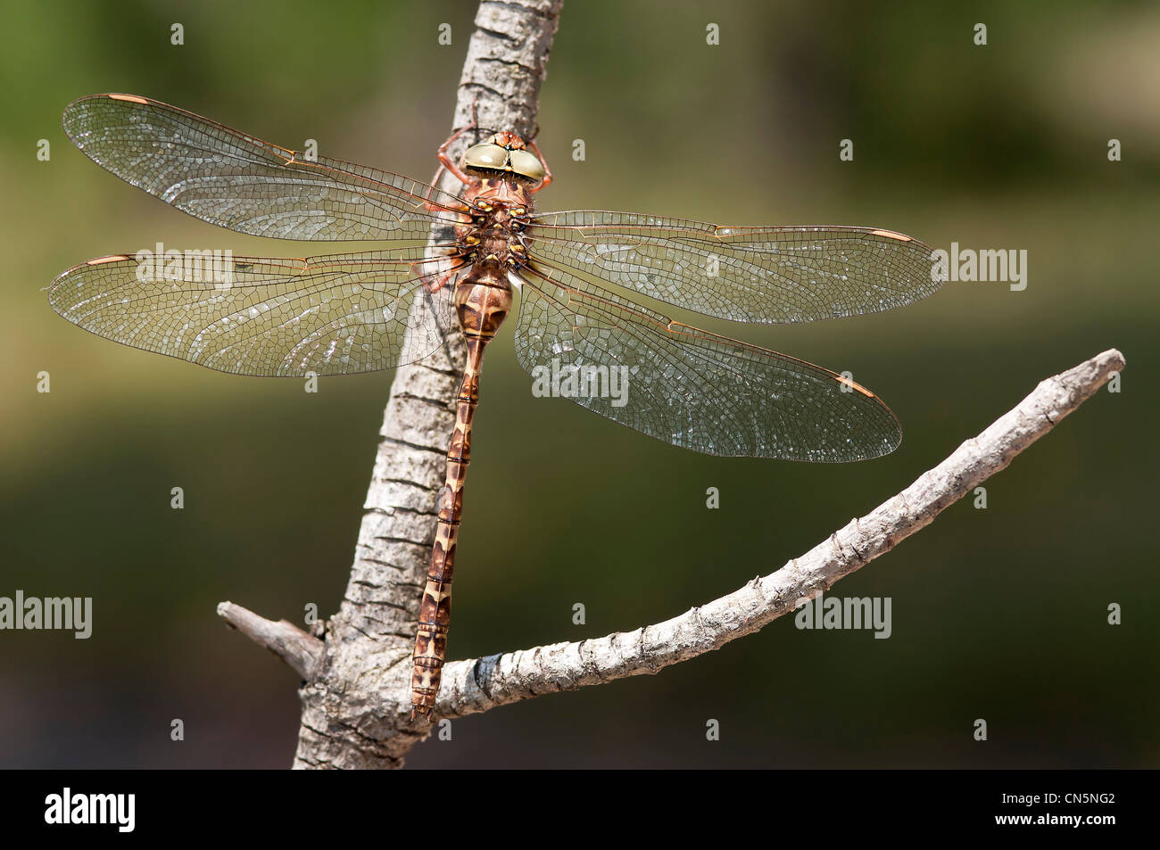 Boyeria irene, Female, Sesimbra-Portugal Stock Photo - Alamy