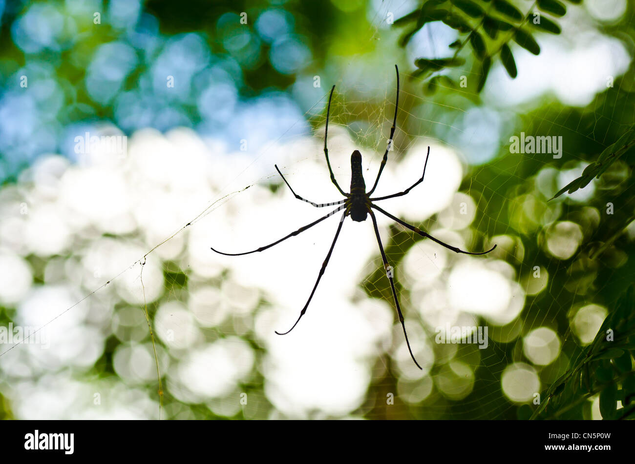 long legs spider in green nature and bokeh Stock Photo - Alamy
