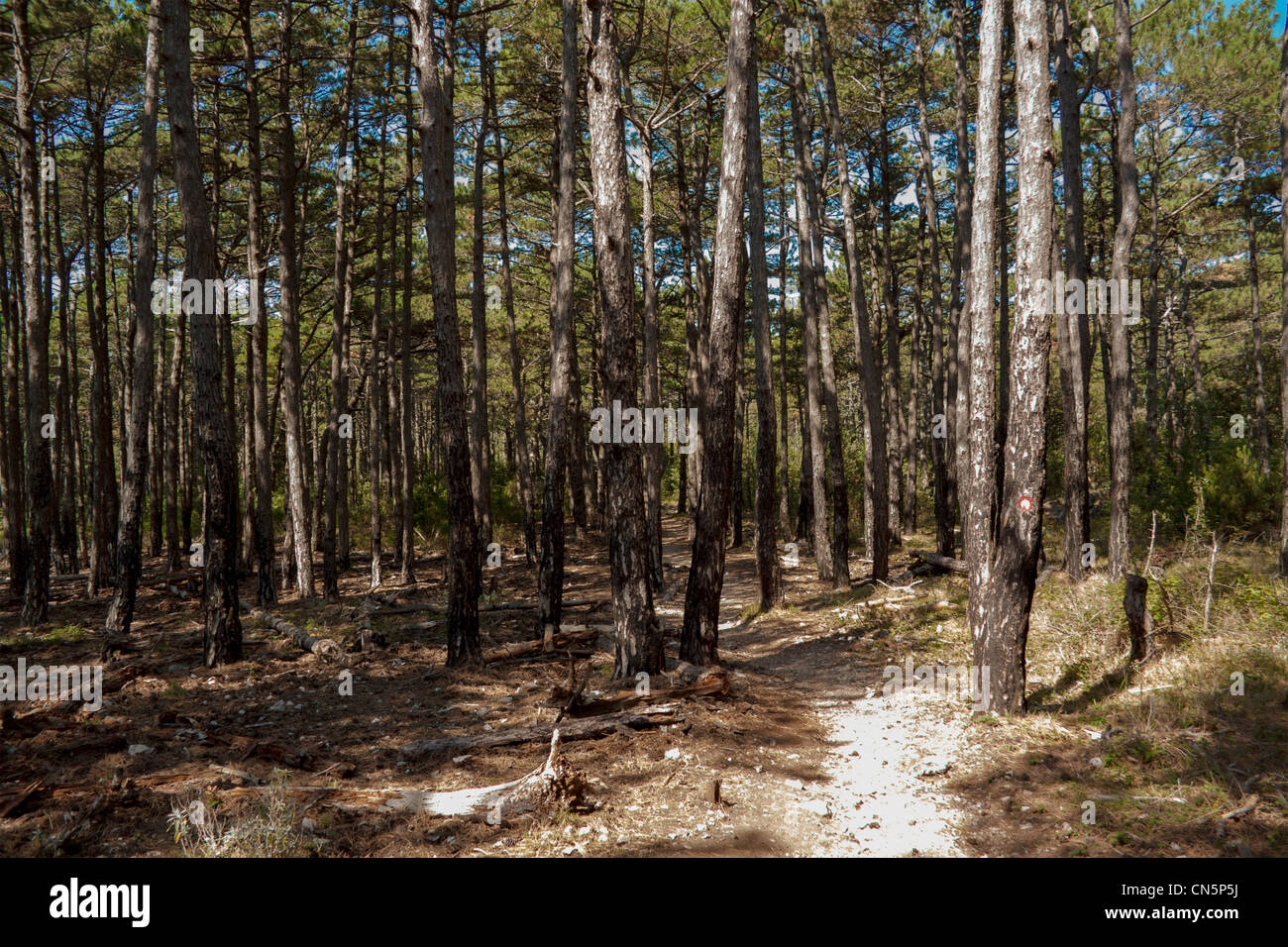 Partly burnt tree trunks resulting from fire in a forest below Mt ...