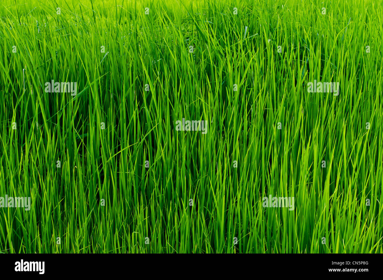 Green grass in green nature in thailand farm Stock Photo - Alamy
