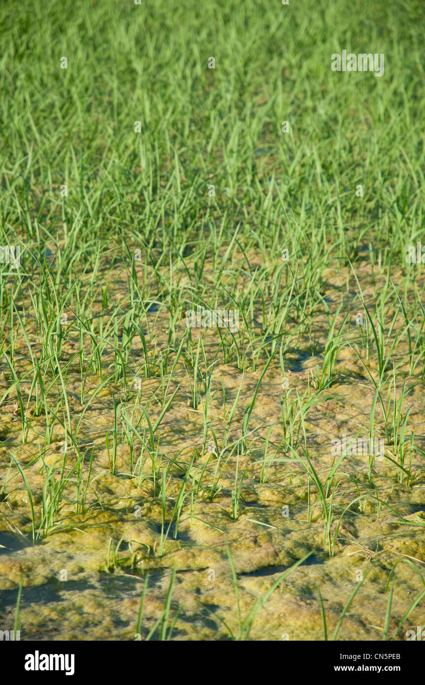 Riz rice field hi-res stock photography and images - Alamy