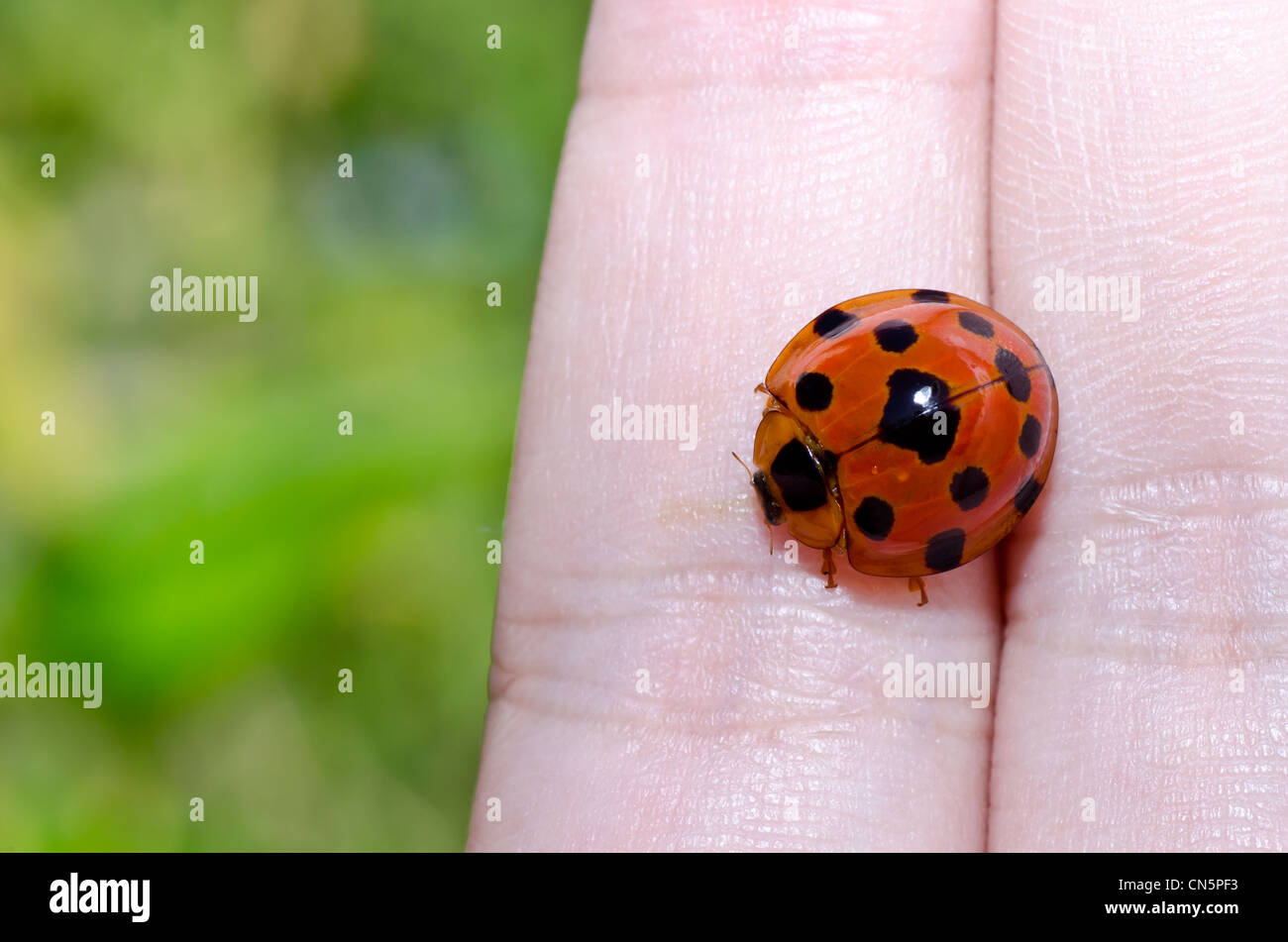 ladybug in hand and in the nature Stock Photo - Alamy