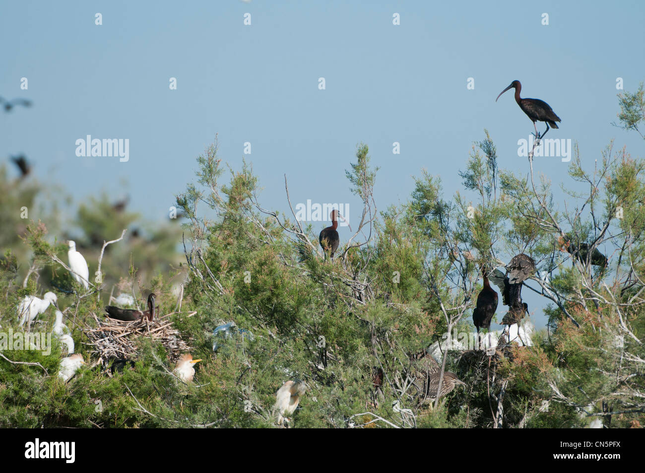 Collective tree nesting of several wetland bird species, Lucio de la ...