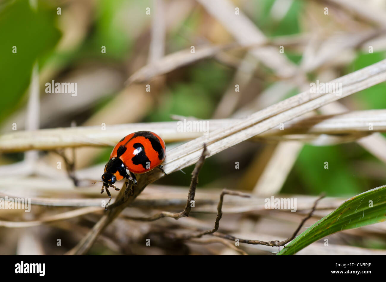 ladybug in the green nature or in the garden Stock Photo - Alamy
