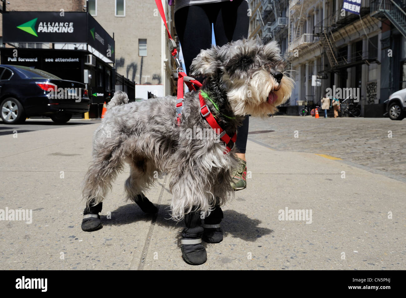 United States, New York City, Manhattan, Soho, New Yorker fashion dog ...
