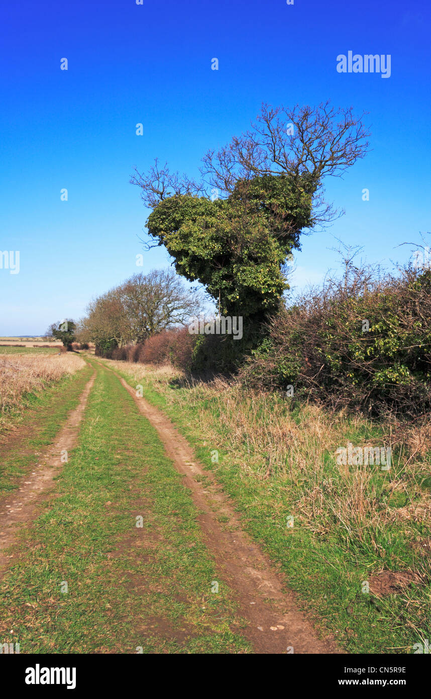 An ivy covered oak tree by the Peddars Way long distance path at Fring ...