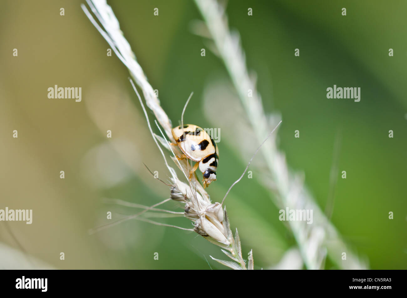 ladybug in the green nature or in the garden Stock Photo - Alamy