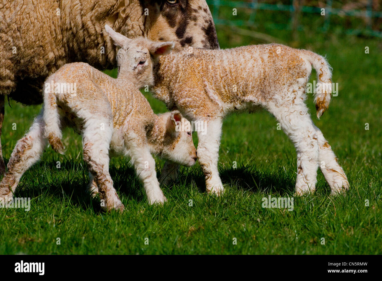 New born sheep hi-res stock photography and images - Alamy