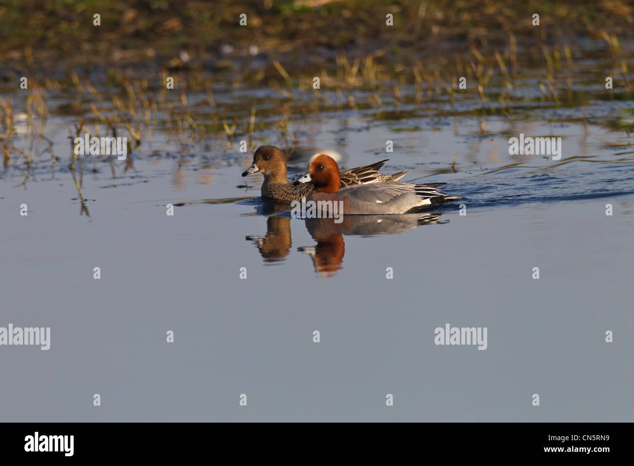 Anatidae wildlife hi-res stock photography and images - Alamy