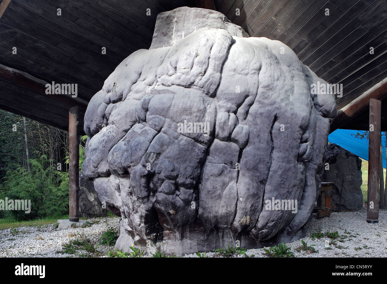 Canada, British Columbia, Vancouver Island, the World largest burr wood ...