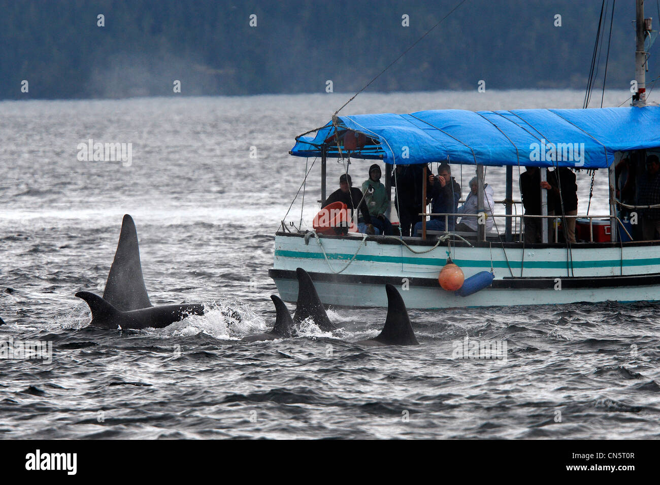 Canada, British Columbia, Orca, group of Killer whales (Orca orcinas ...