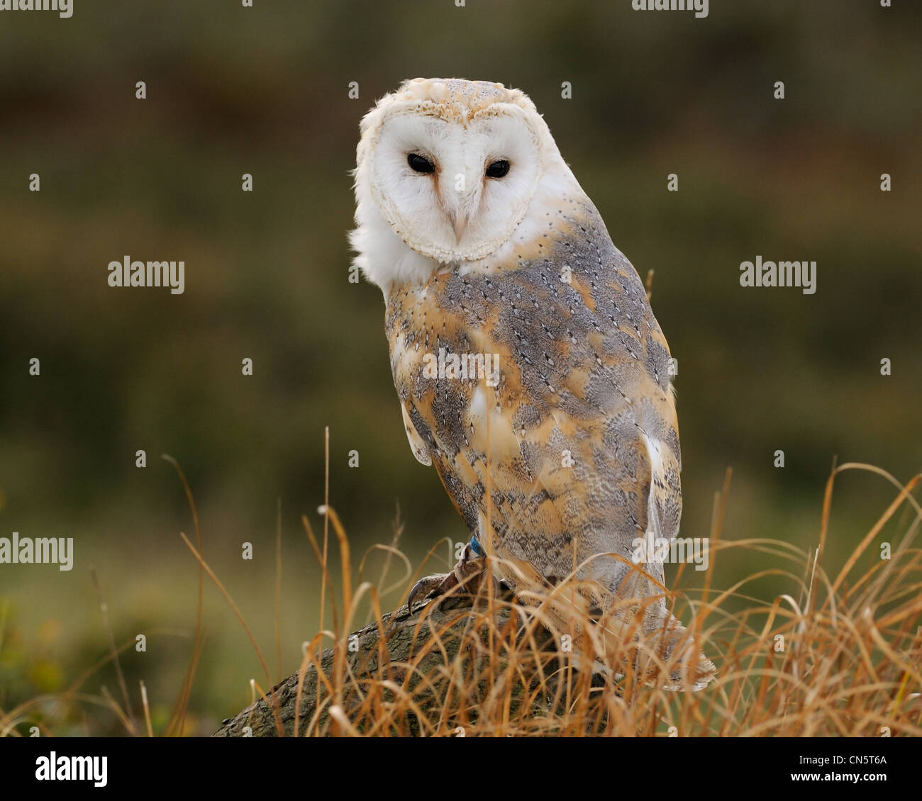Barn Owl photographed n the middle of autumn colored vegetation at a ...