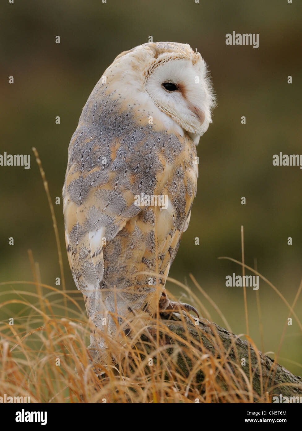 Species barn owl scientific name tyto alba hi-res stock photography and ...