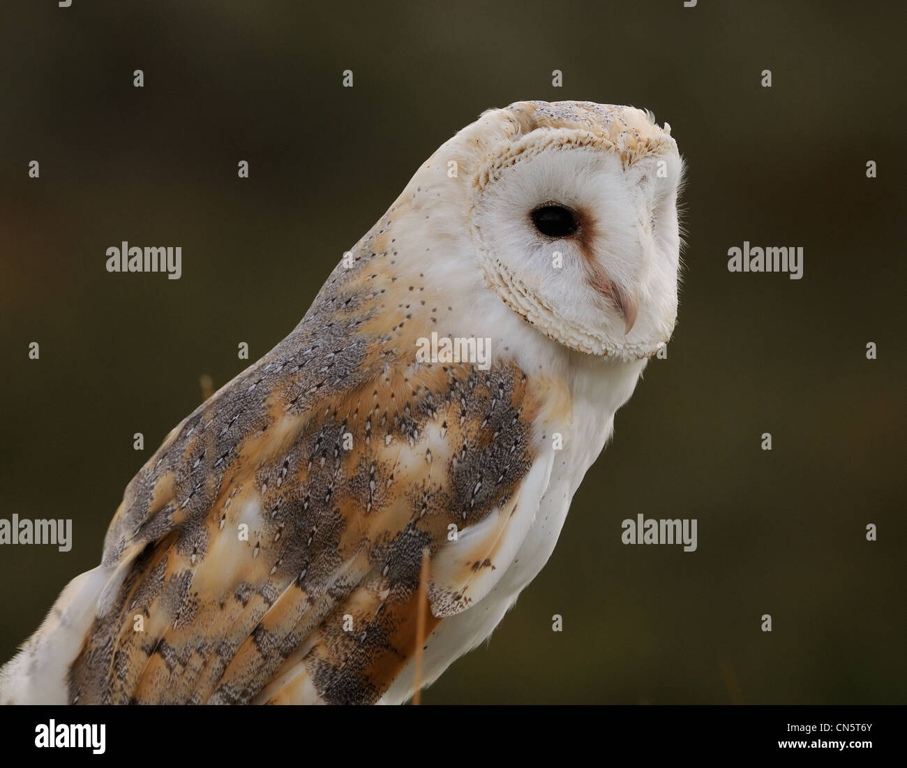 Barn Owl photographed n the middle of autumn colored vegetation at a ...