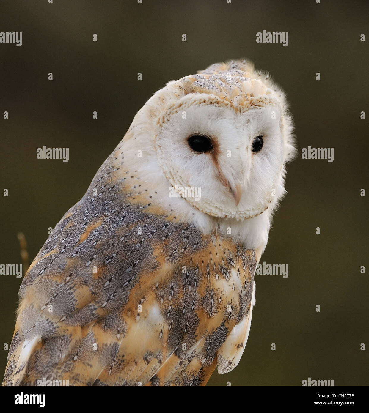 Barn Owl photographed n the middle of autumn colored vegetation at a ...