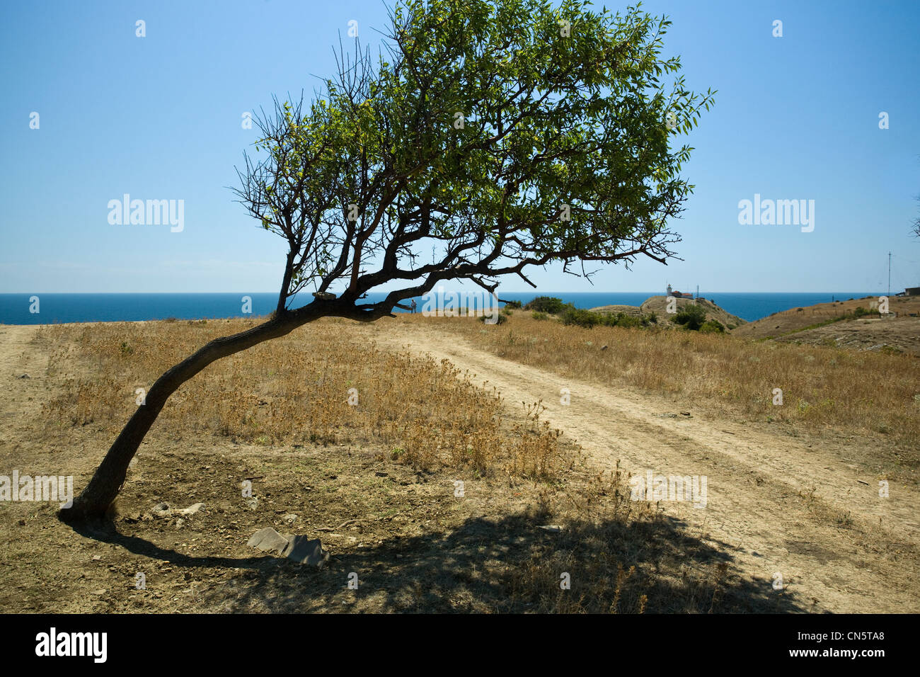 Lonely tree on a desert field, windswept, seashore Stock Photo - Alamy