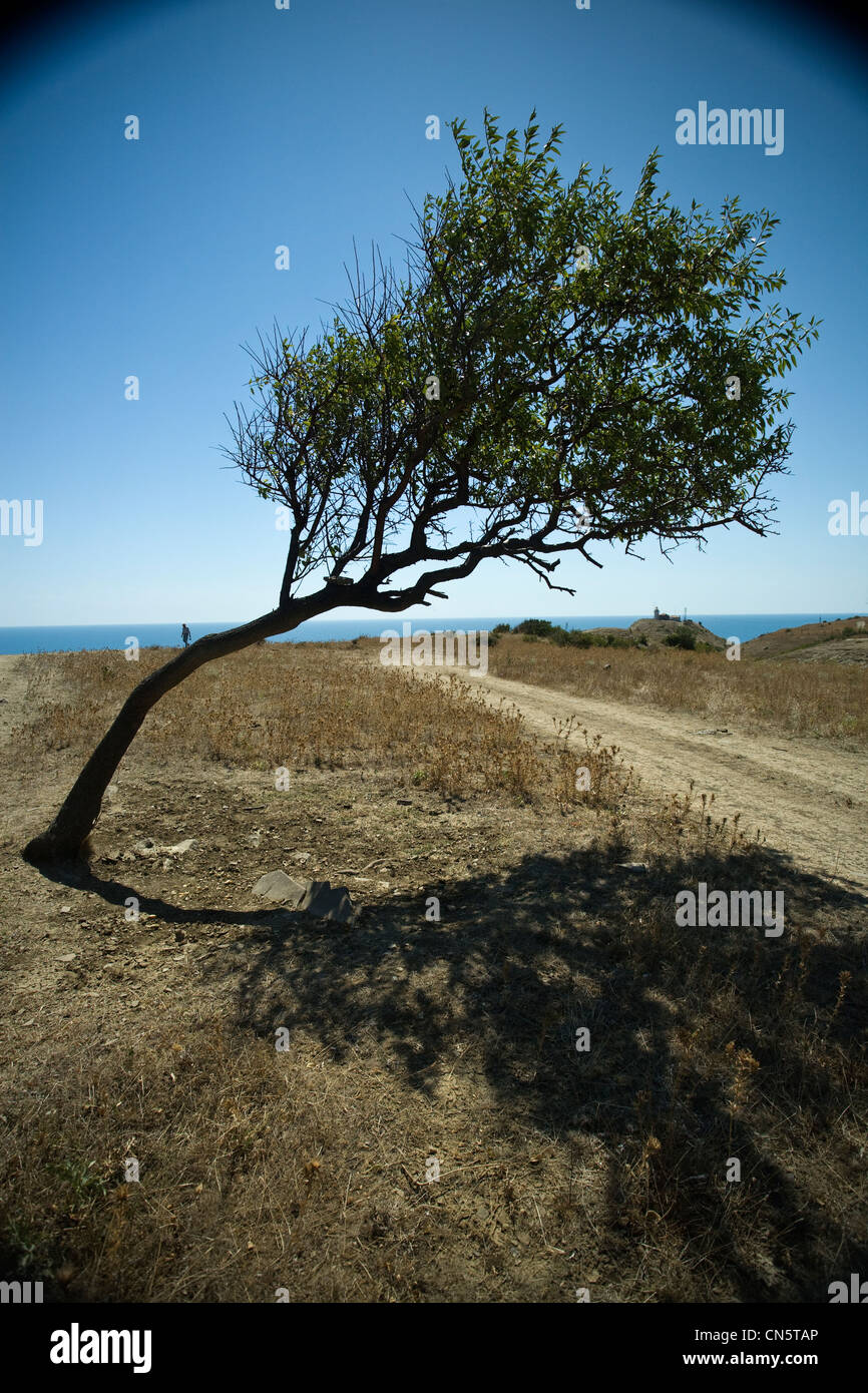 Lonely tree on a desert field, windswept, seashore Stock Photo - Alamy